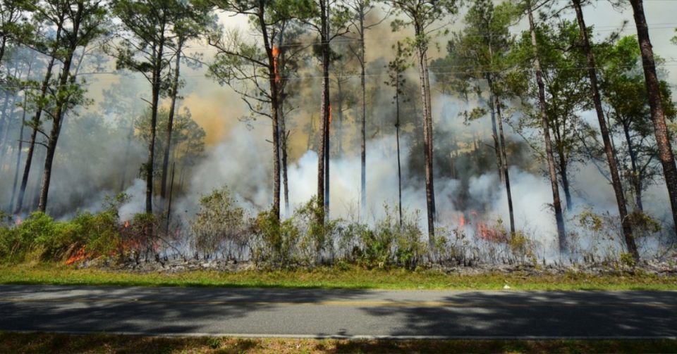 Bushfire recovery – more than just new poles | Energy Networks Australia